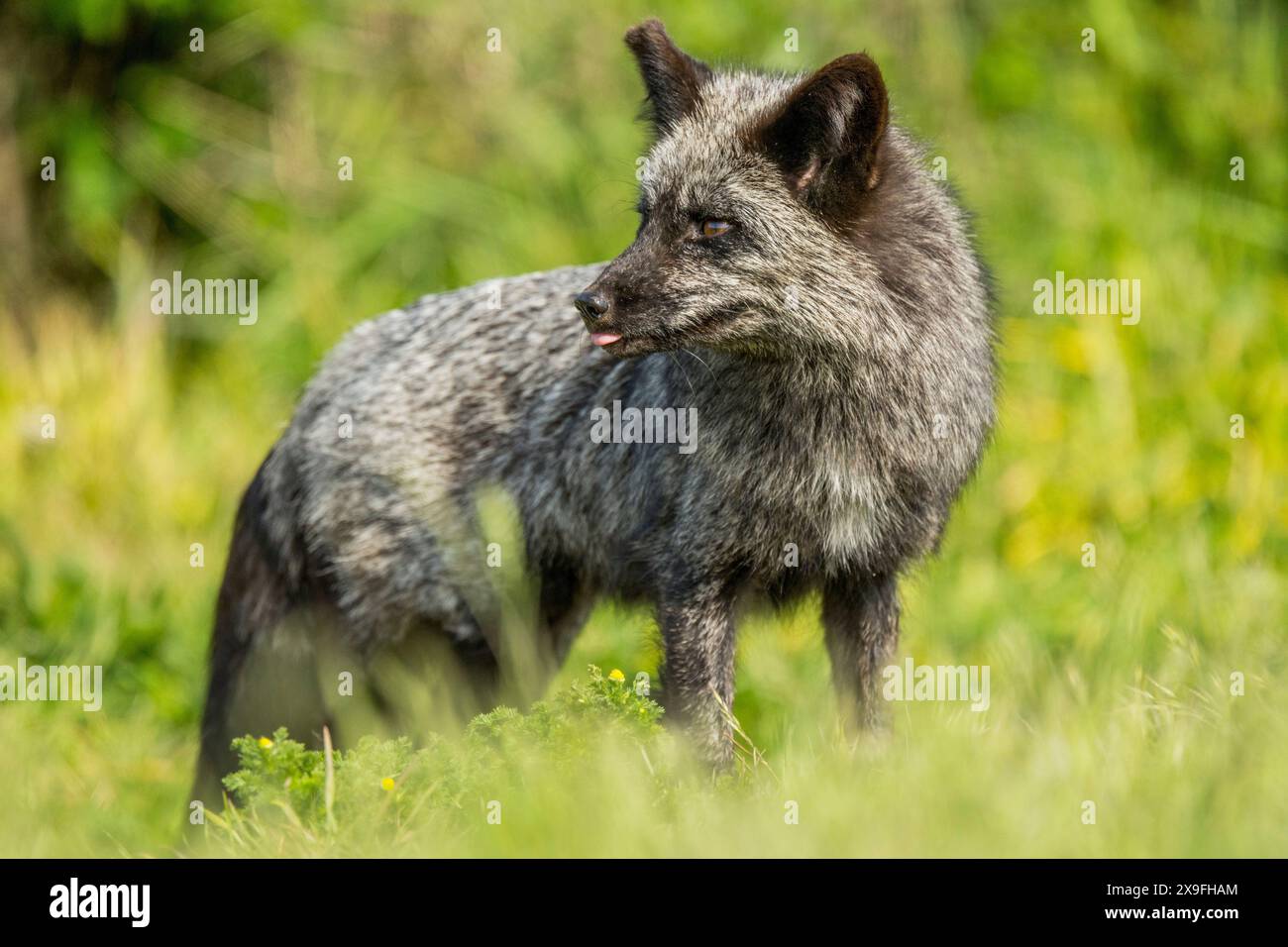 A male red fox (Vulpes vulpes) (silver morph) on San Juan Island in the ...