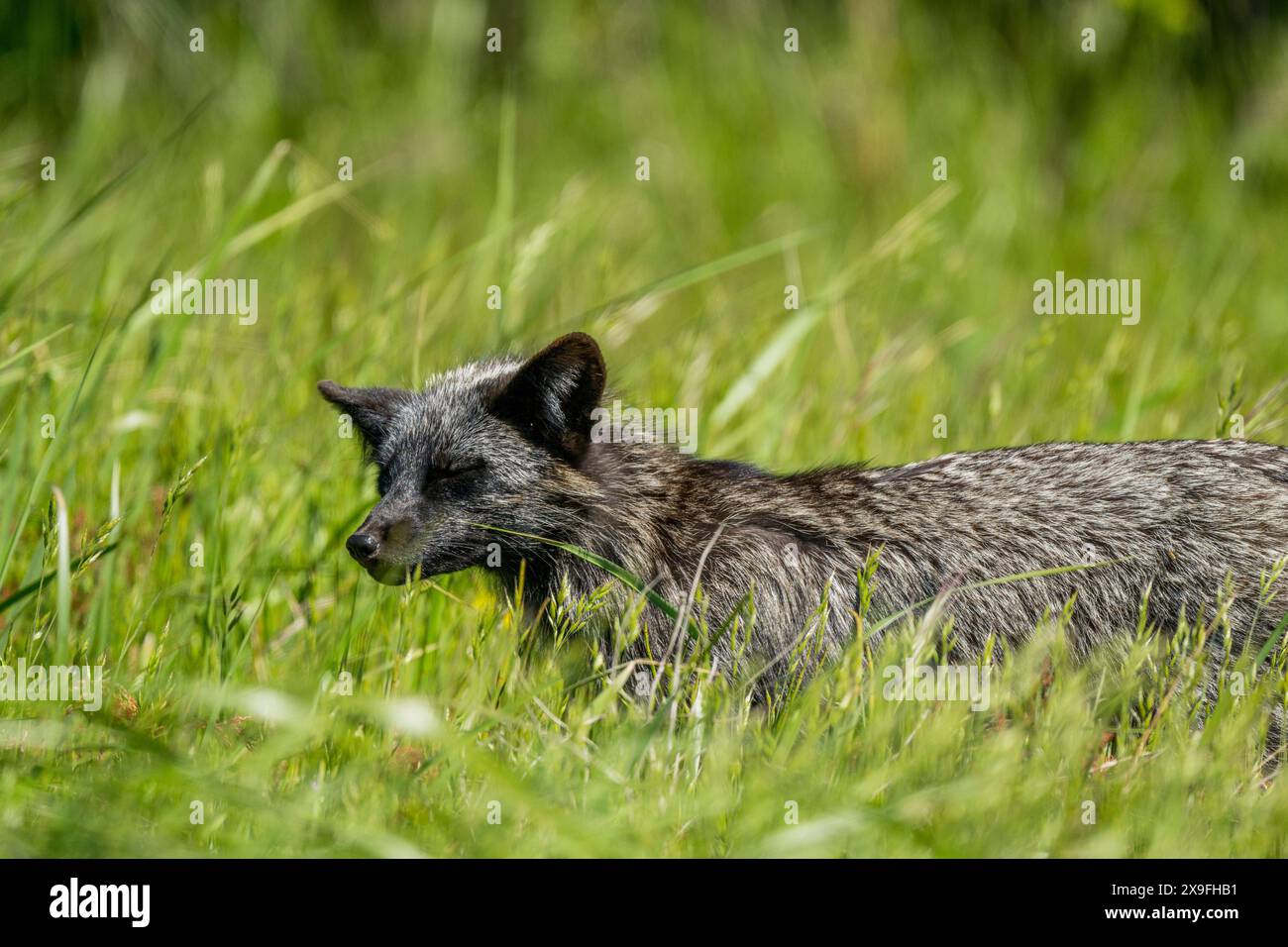 A male red fox (Vulpes vulpes) (silver morph) is hunting for food on ...