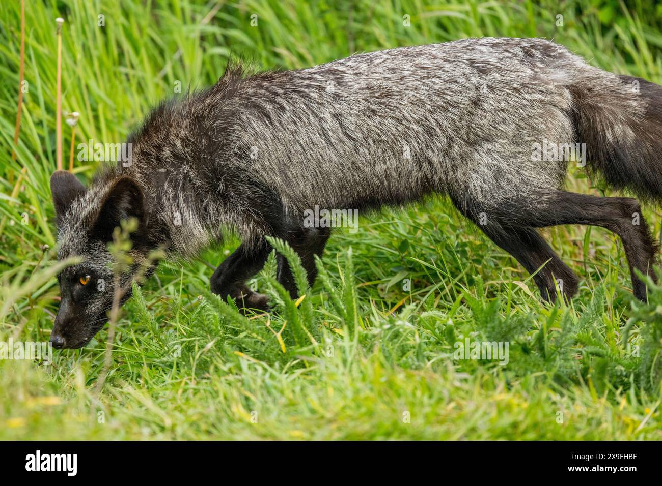 A male red fox (Vulpes vulpes) (silver morph) is hunting for food on ...