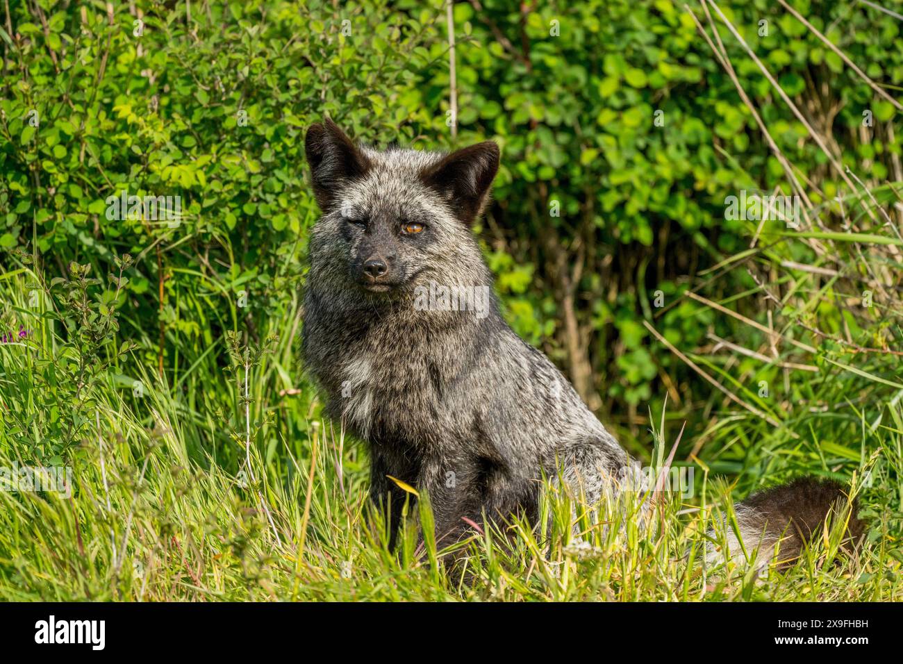A male red fox (Vulpes vulpes) (silver morph) on San Juan Island in the ...