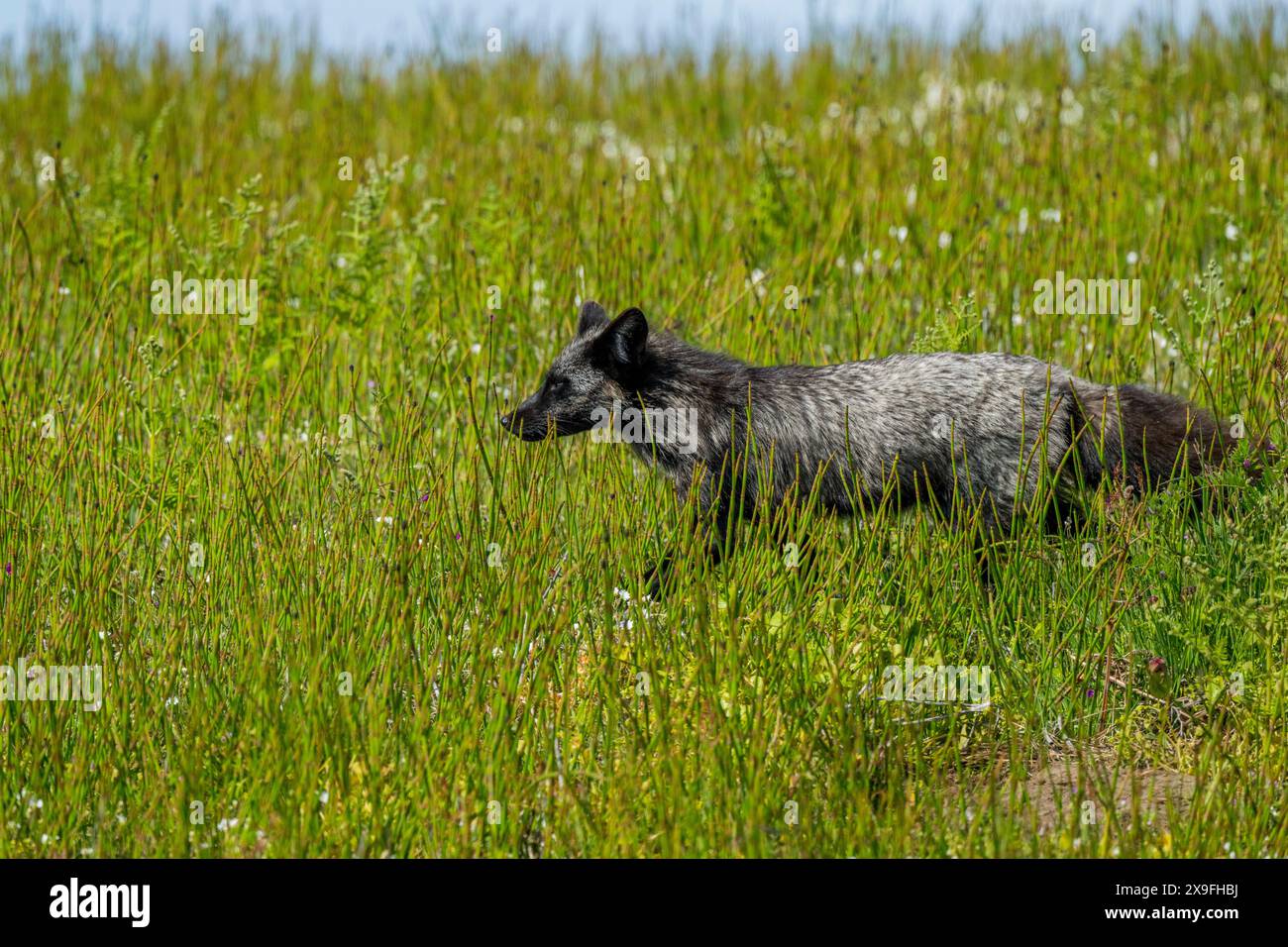 A male red fox (Vulpes vulpes) (silver morph) is hunting for food on ...