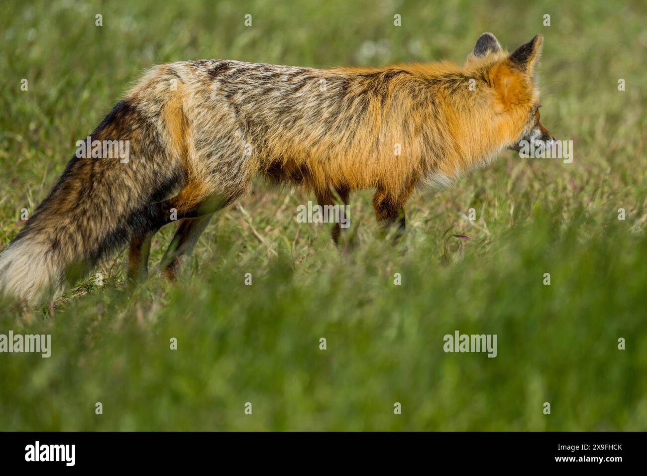 A female red fox (Vulpes vulpes) is hunting for food on San Juan Island ...