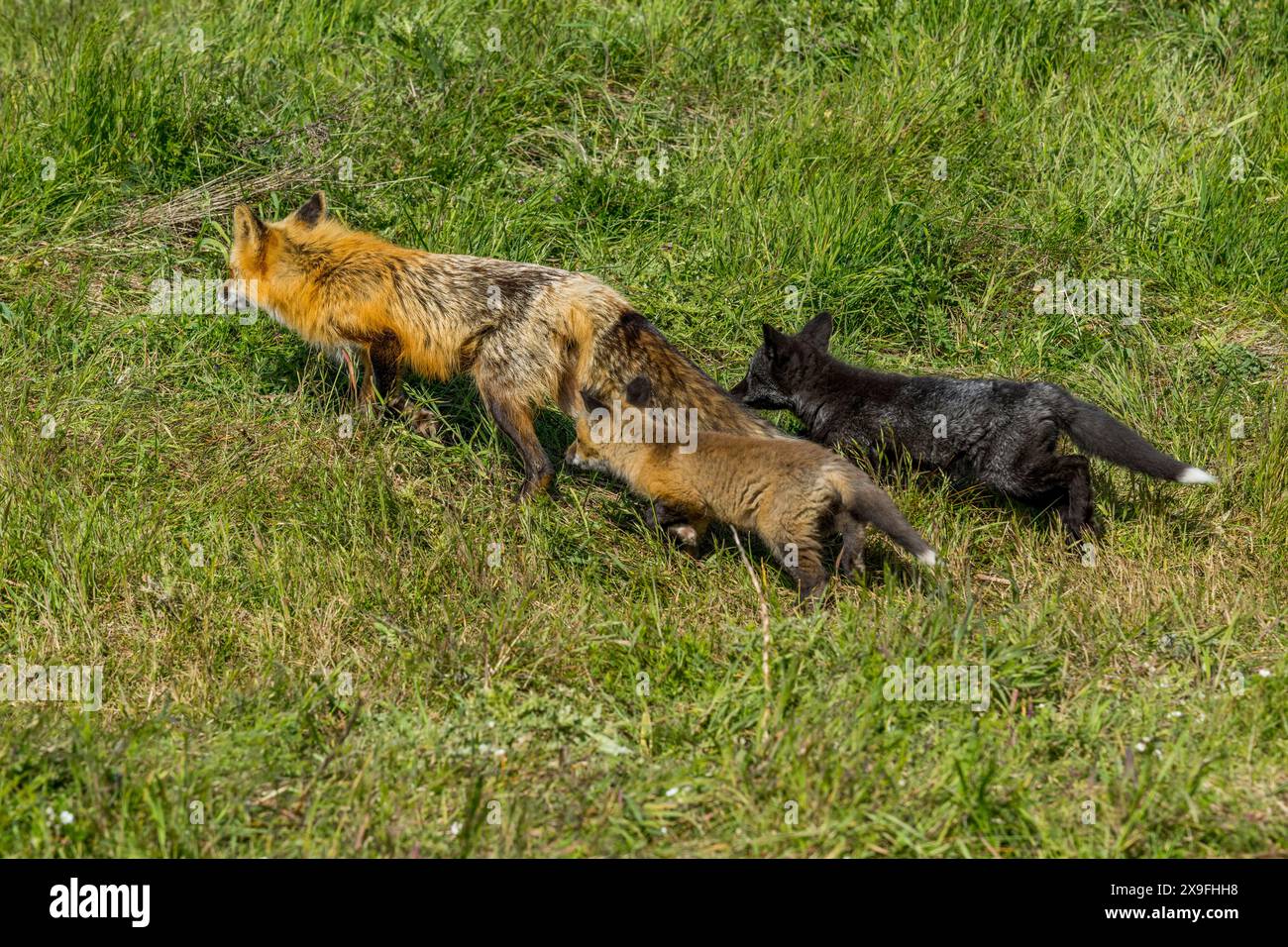 A female red fox (Vulpes vulpes) with two pups (kits) on San Juan ...