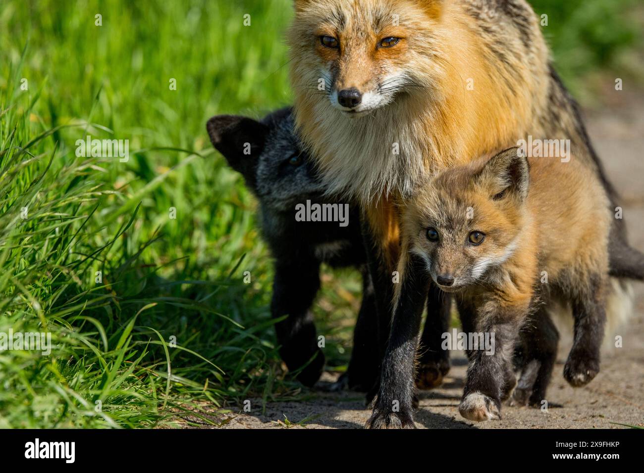 A female red fox (Vulpes vulpes) with two pups (kits) on San Juan Island in the San Juan Islands ...