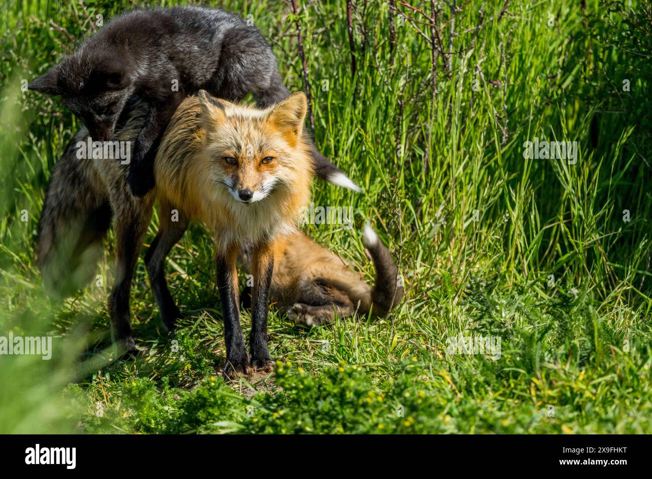 A female red fox (Vulpes vulpes) with pups (kits) on San Juan Island in ...