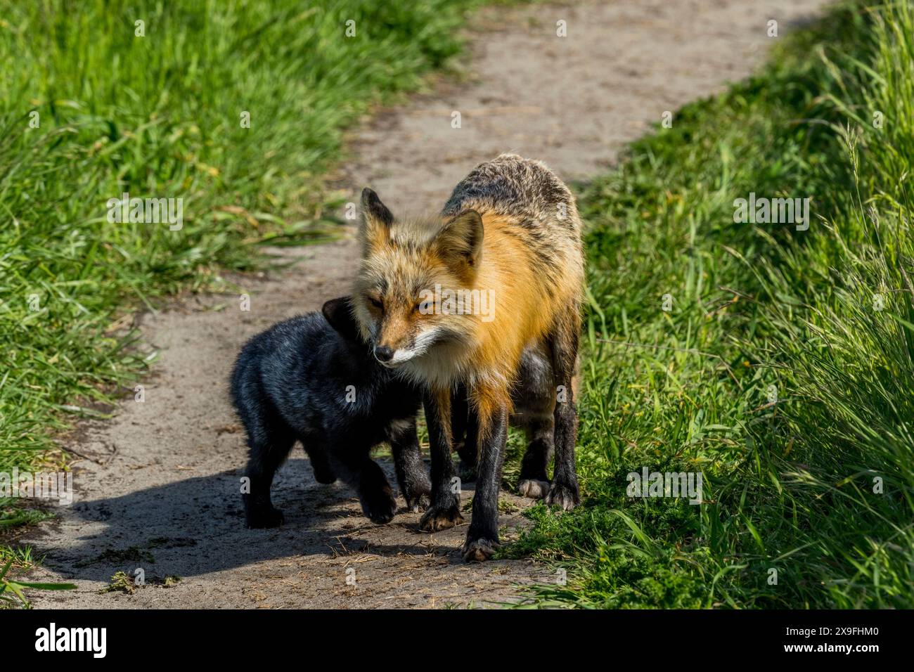 A female red fox (Vulpes vulpes) nursing two pups (kits) on San Juan ...