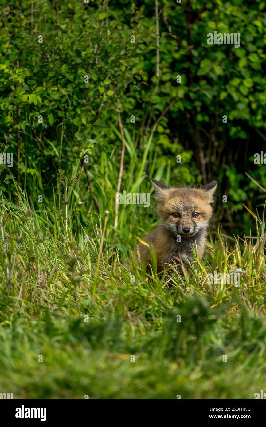 A red fox (Vulpes vulpes) pup (kit) exploring the den area on San Juan Island in the San Juan ...