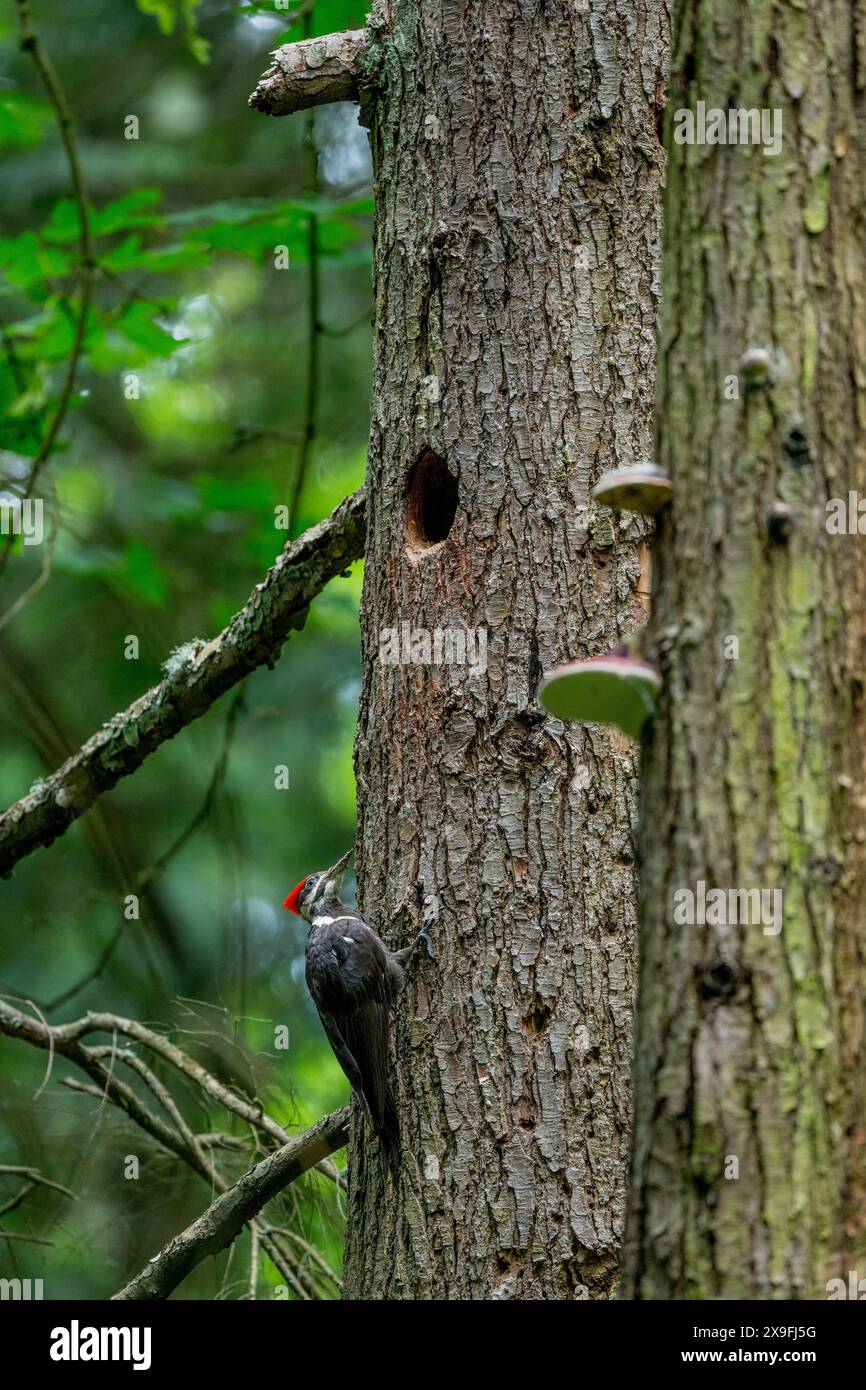 A female Pileated Woodpecker Dryocopus pileatus approaching the nesting ...