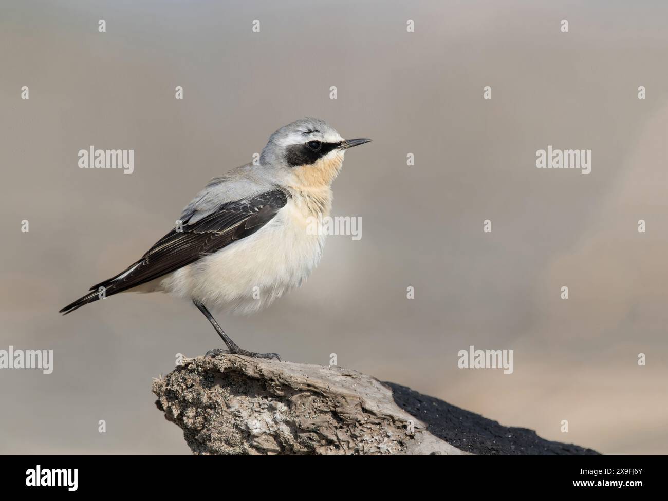 Northern wheatear on migration Stock Photo - Alamy