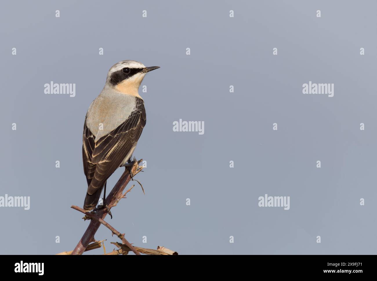 Northern wheatear migration hi-res stock photography and images - Alamy