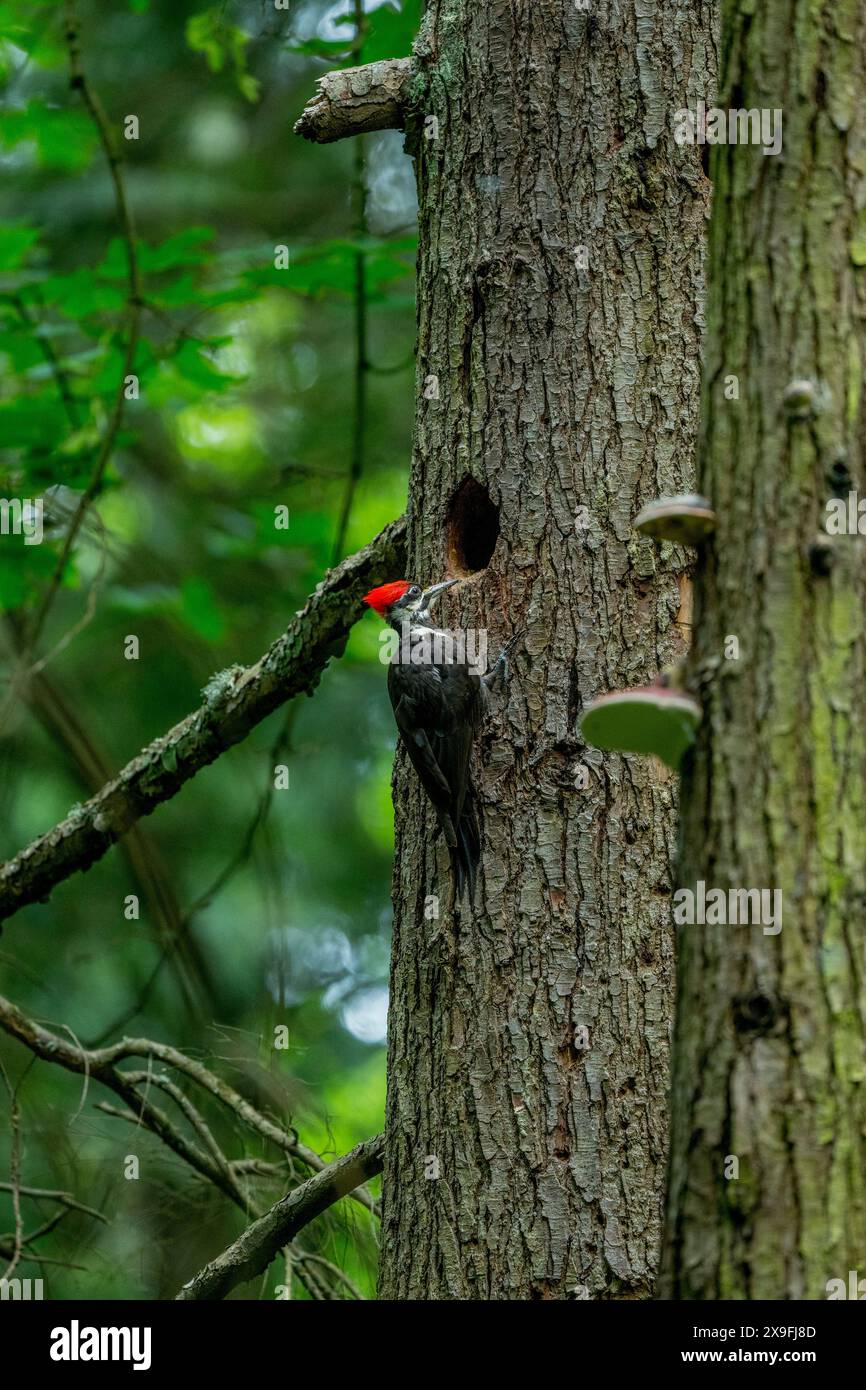 A female Pileated Woodpecker Dryocopus pileatus approaching the nesting ...