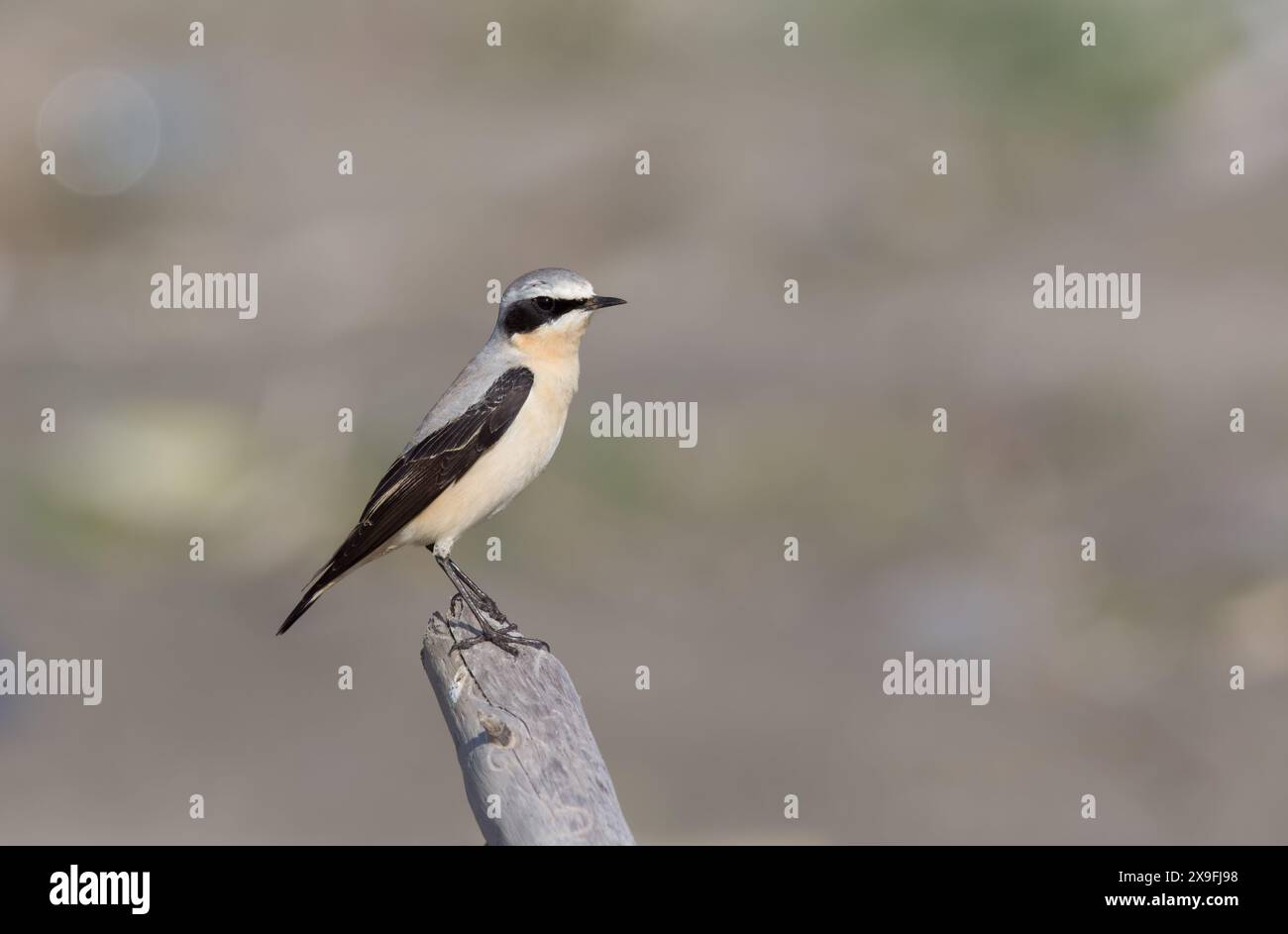 Northern wheatear on migration Stock Photo - Alamy