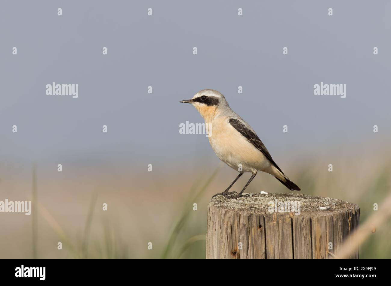 Northern wheatear on migration Stock Photo - Alamy