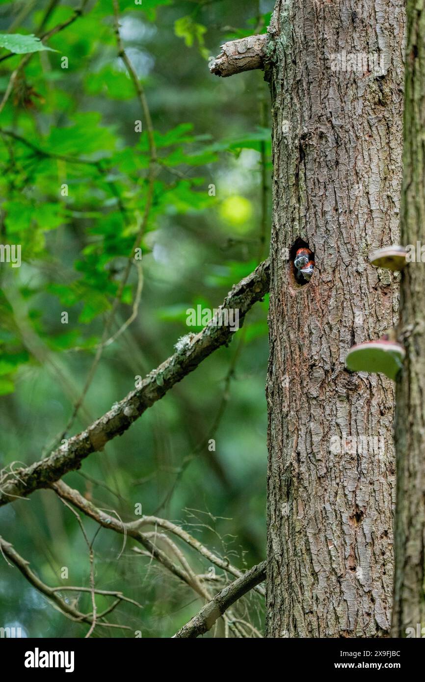 Baby pileated woodpecker chick hi-res stock photography and images - Alamy