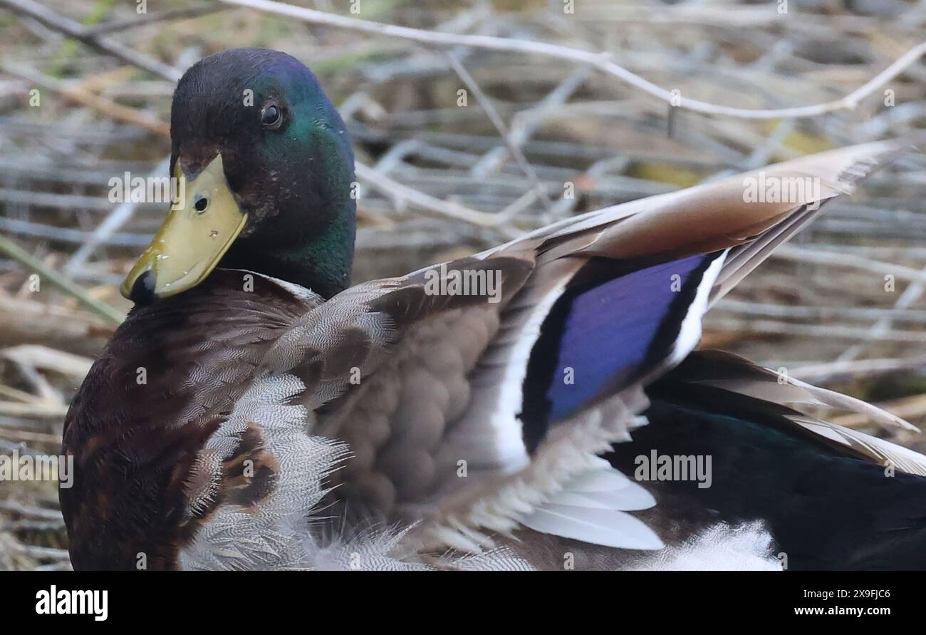 Purfleet Essex, UK. 31st May, 2024. Male Mallard in water at RSPB ...