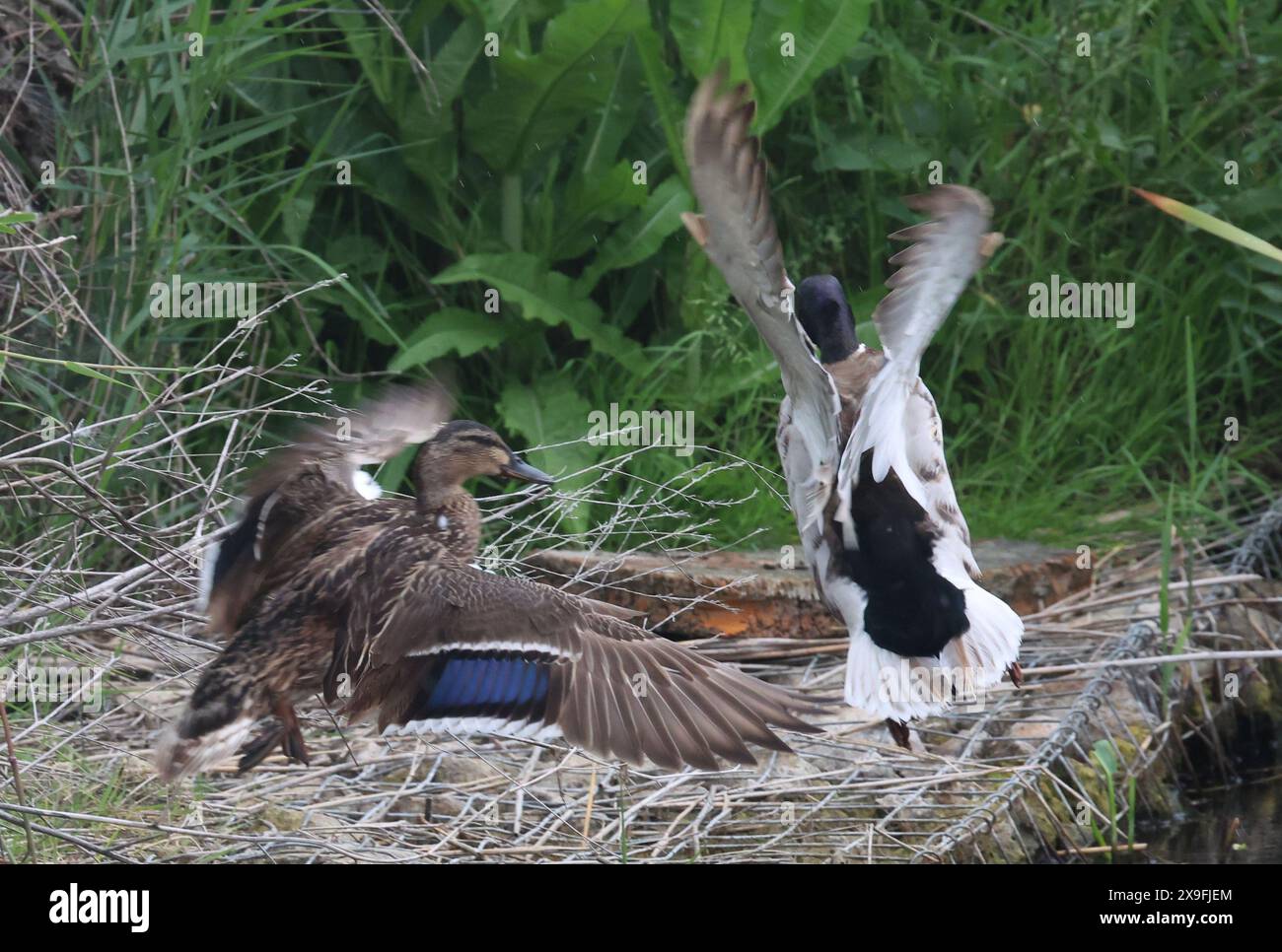 Purfleet Essex, UK. 31st May, 2024. L-R Female Mallard having go at ...