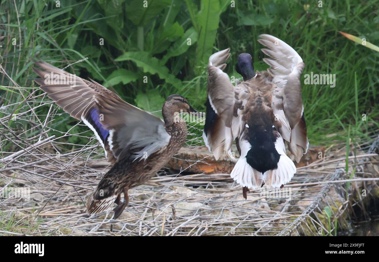 Purfleet Essex, UK. 31st May, 2024. L-R Female Mallard having go at ...