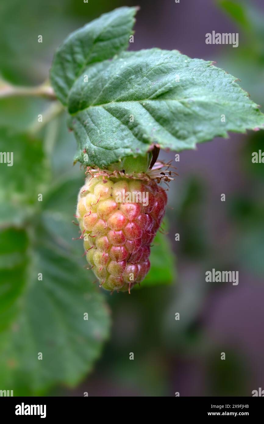 R idaeus hi-res stock photography and images - Alamy