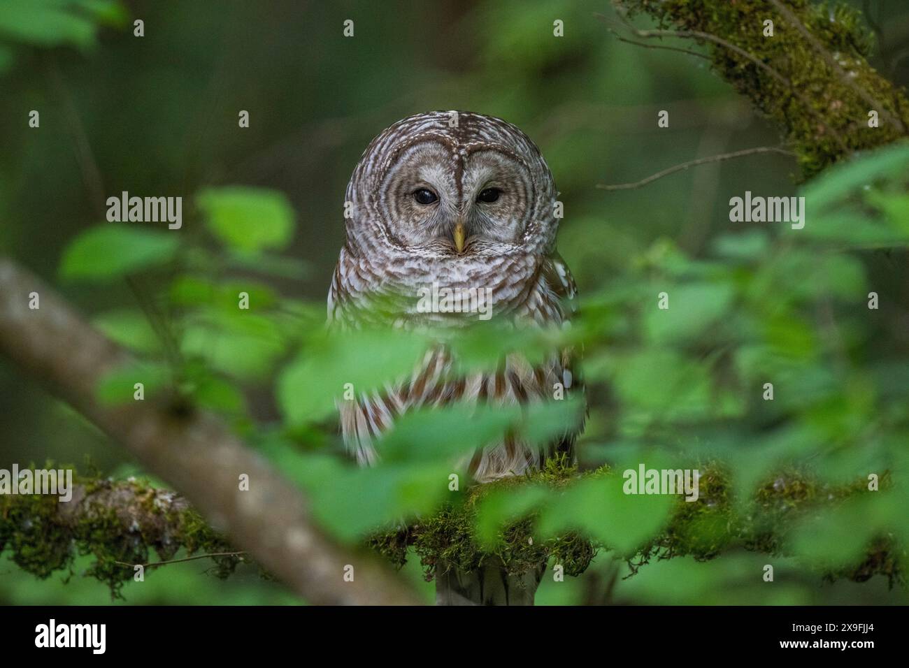 A barred owl (Strix varia), also known as the northern barred owl, or ...