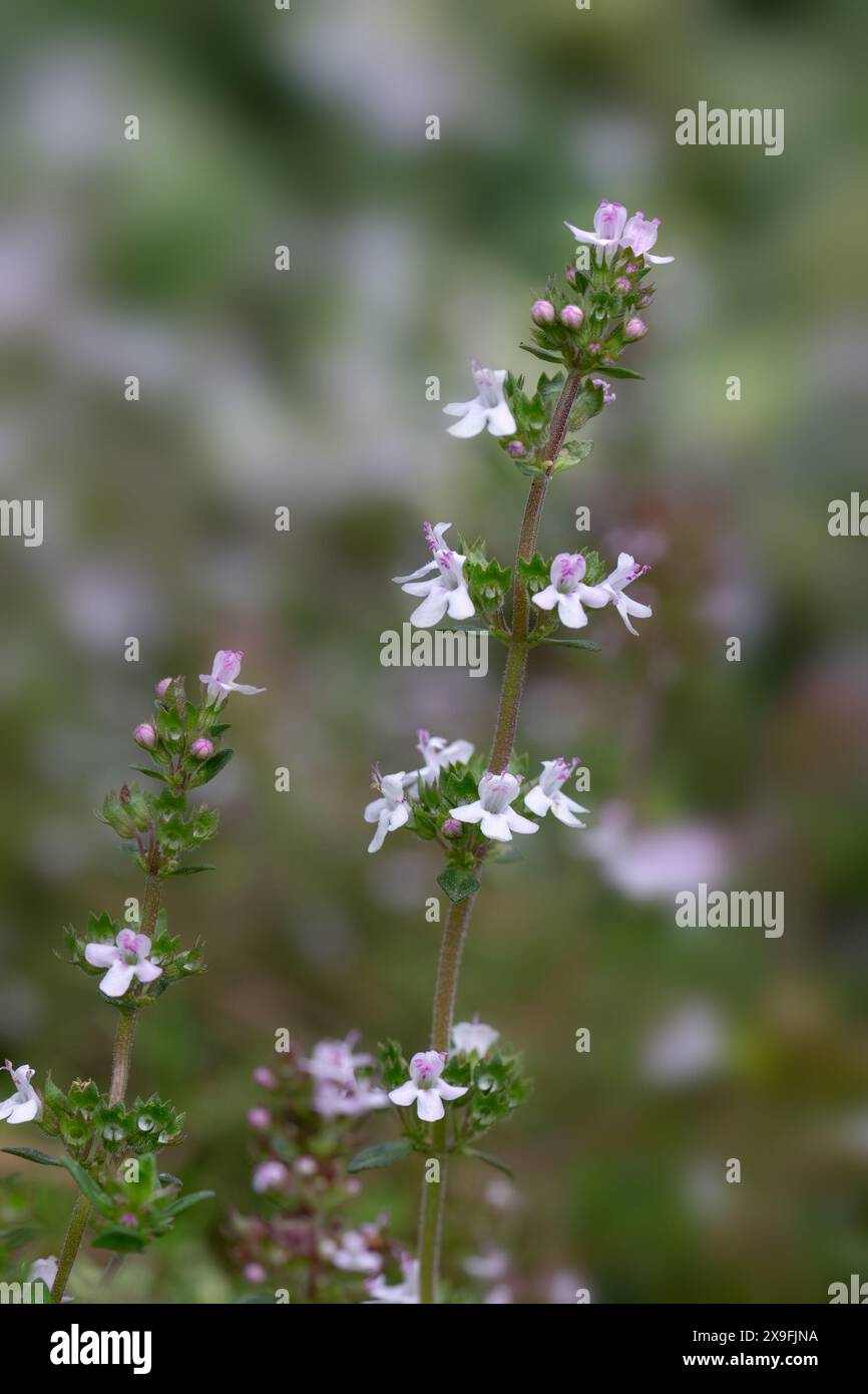 Closeup of flowers of common Thyme (Thymus vulgaris) in an allotment ...