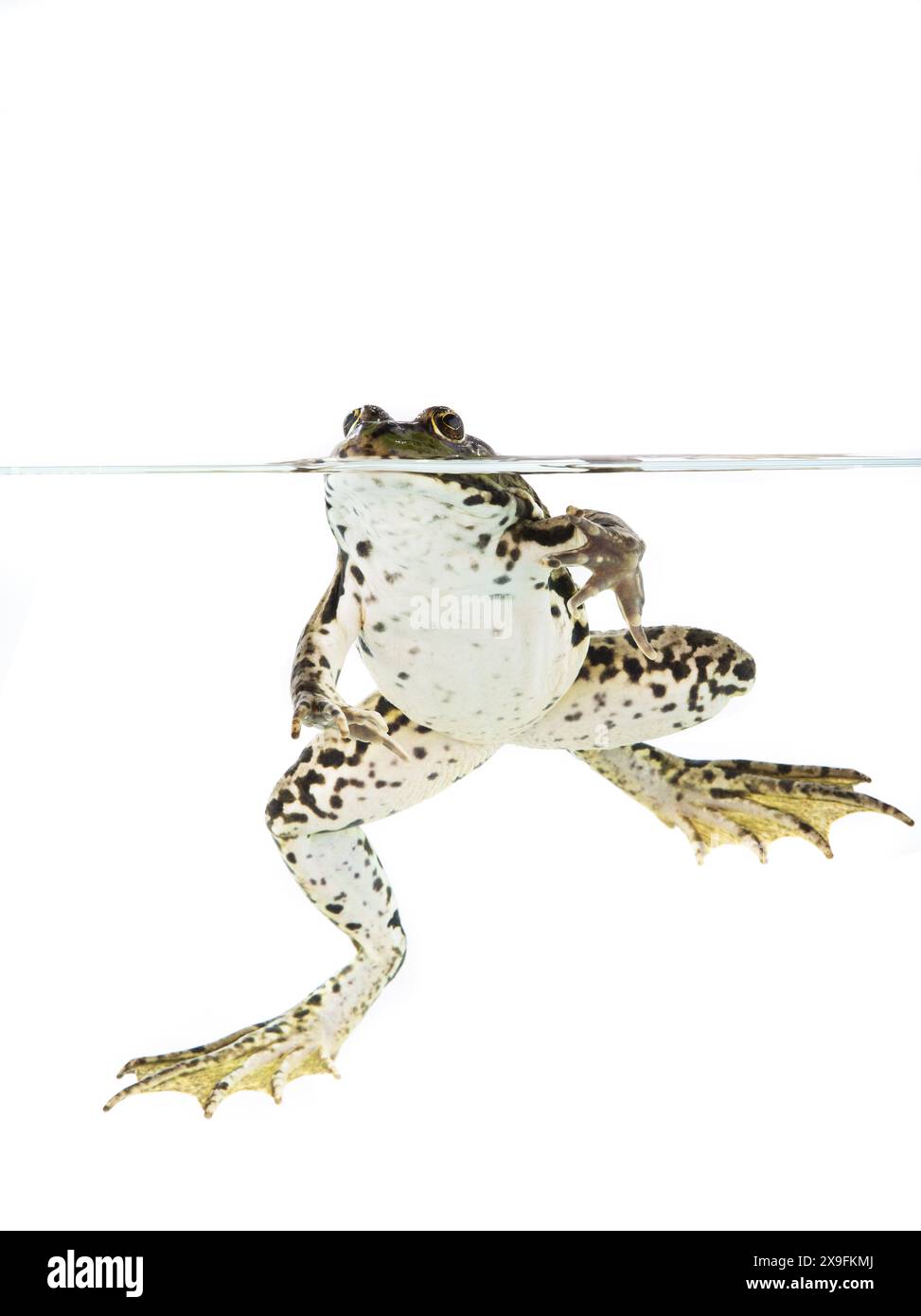Common water frog on Cut Out Stock Images & Pictures - Alamy