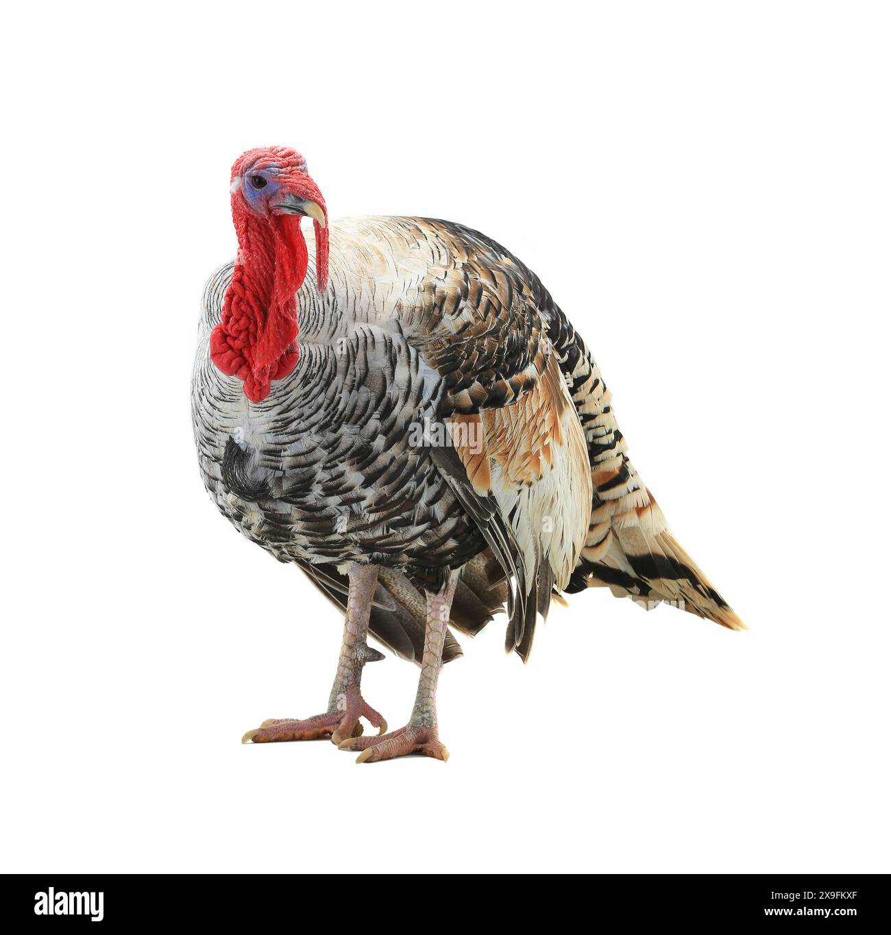 turkey isolated on a white background Stock Photo - Alamy