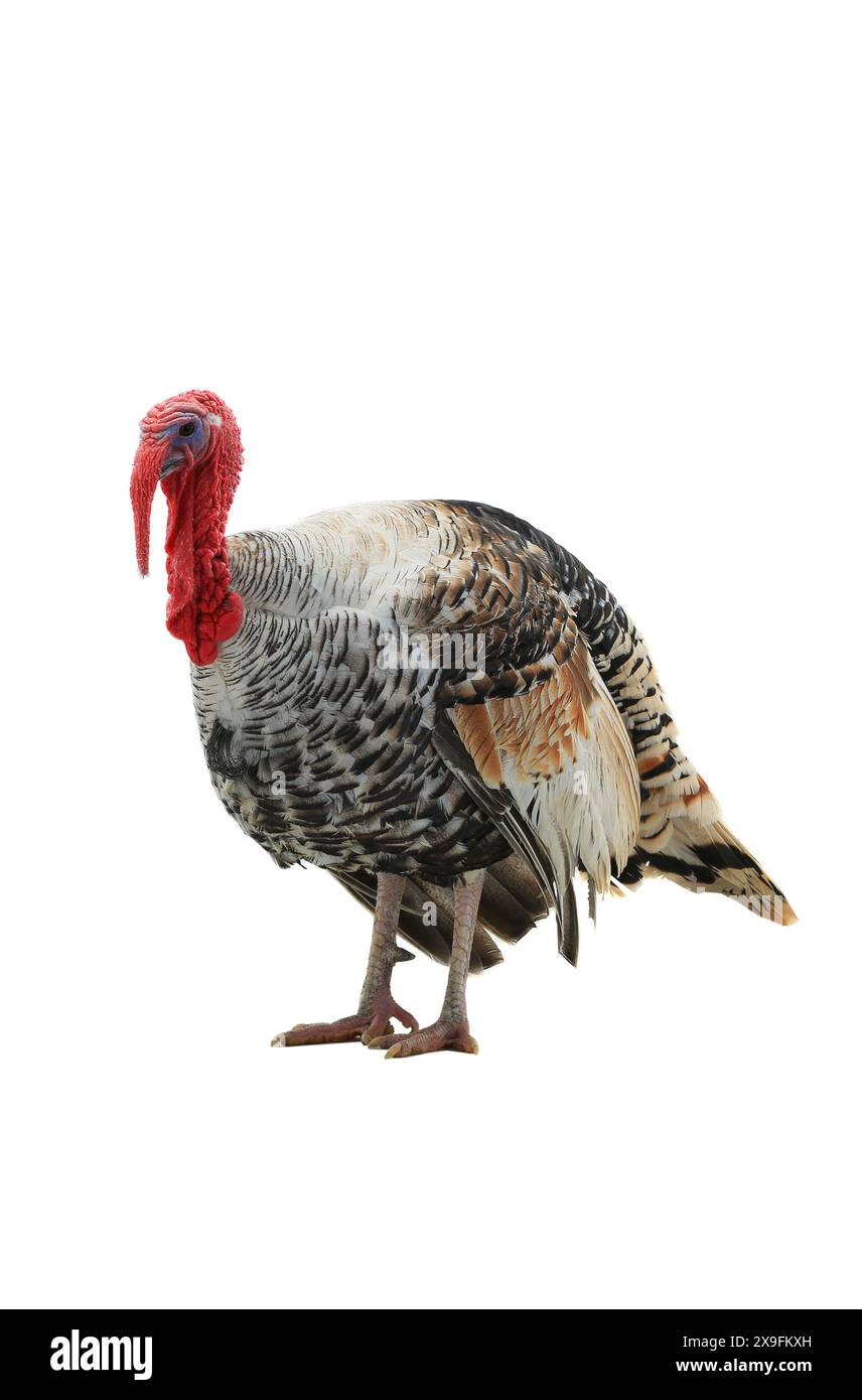 turkey isolated on a white background Stock Photo - Alamy