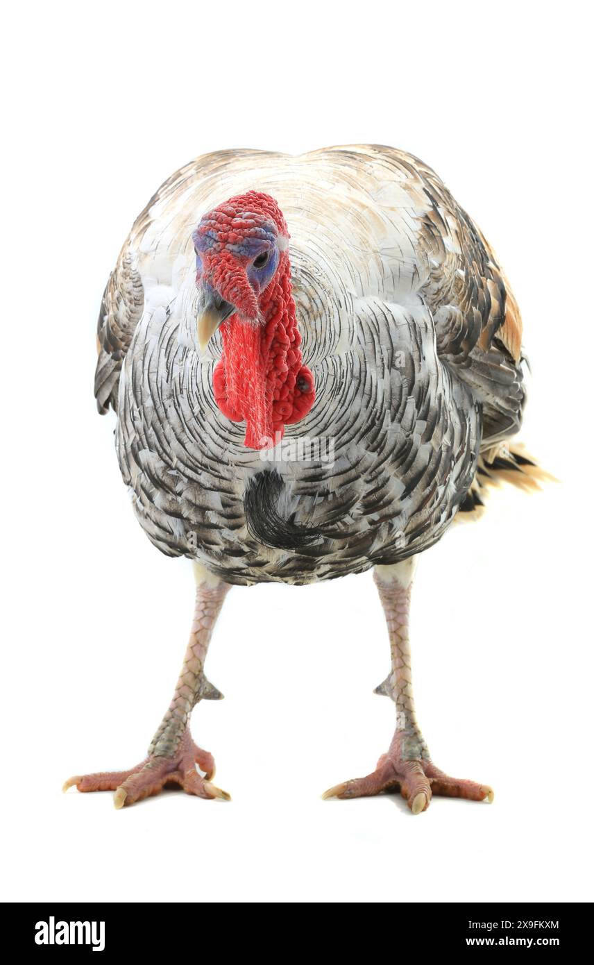 turkey isolated on a white background Stock Photo - Alamy