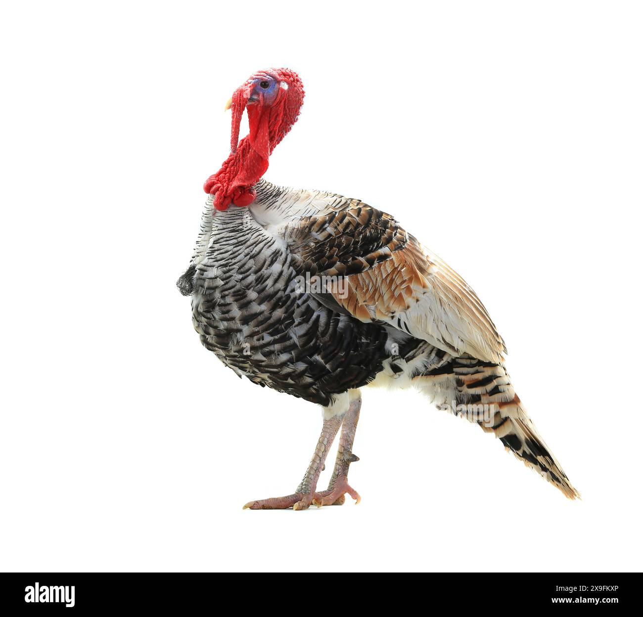 turkey isolated on a white background Stock Photo - Alamy