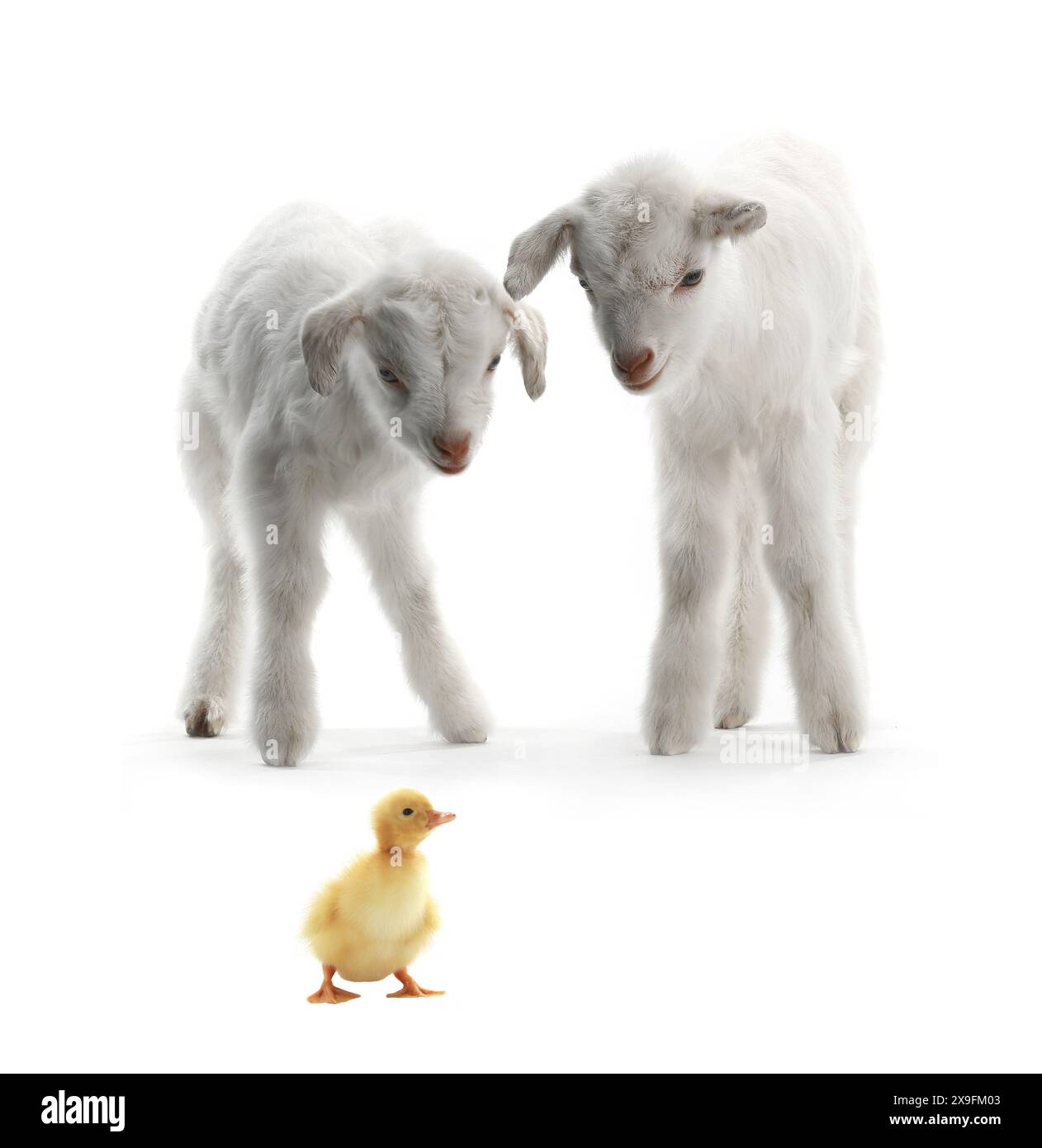 goat kid and chicken duck on a white background Stock Photo - Alamy