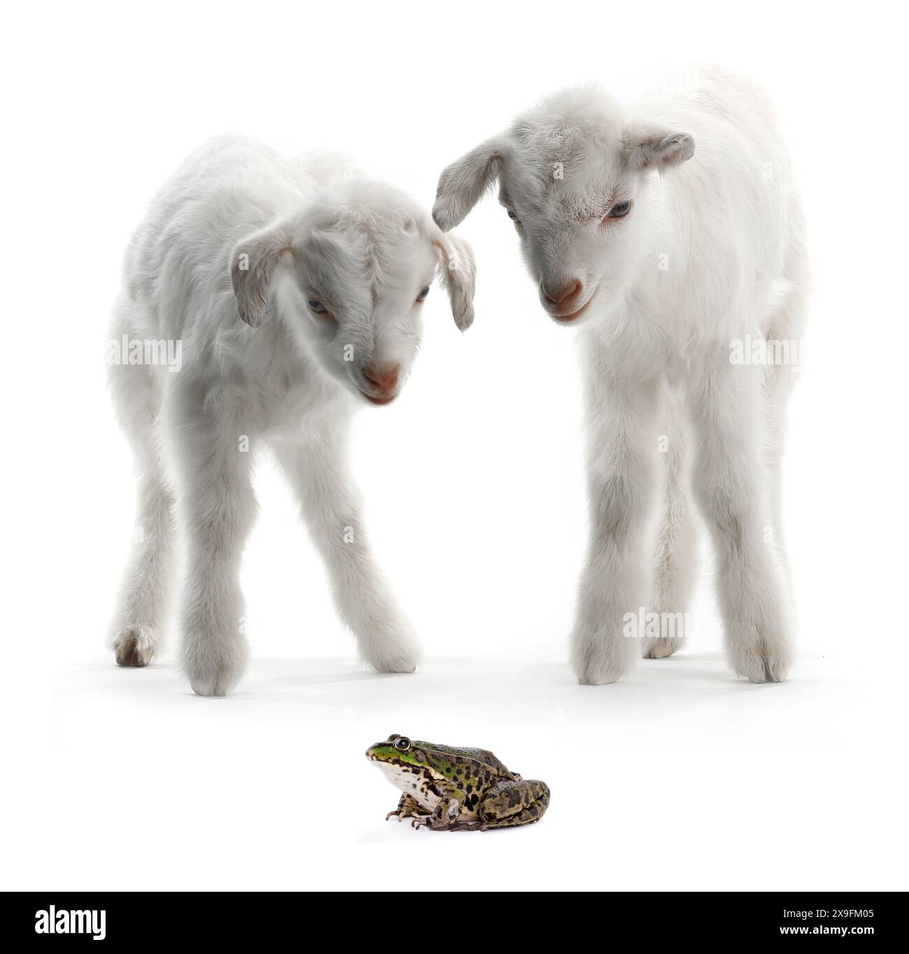goat kid and frog on a white background Stock Photo - Alamy