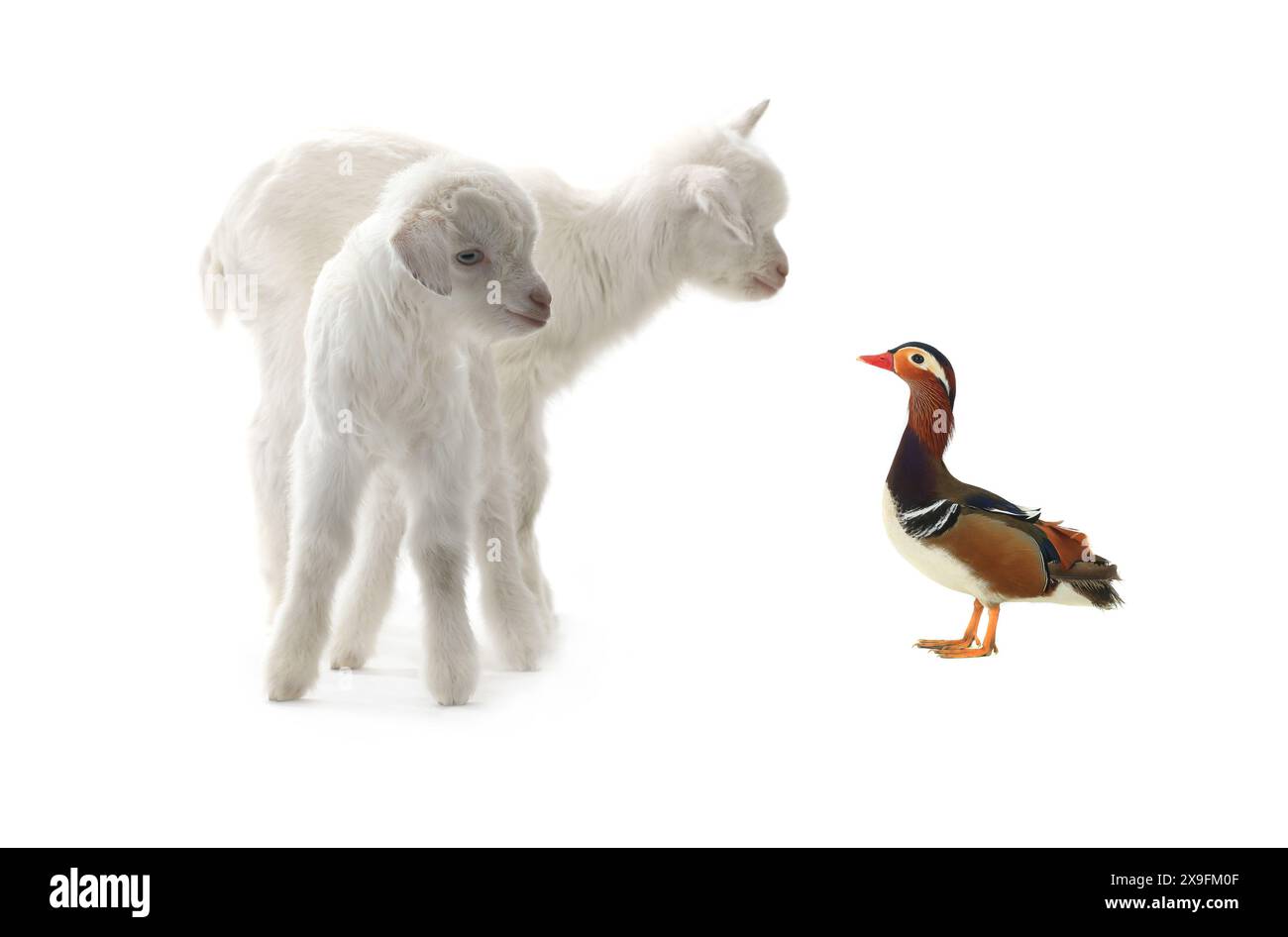 goat kid and mandarin duck isolated on white Stock Photo - Alamy