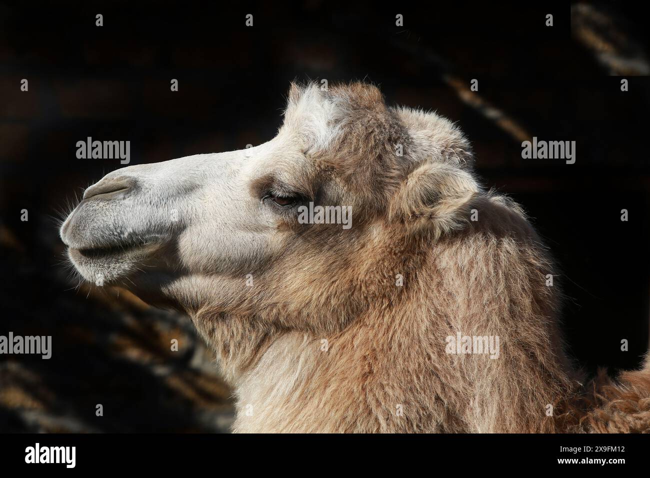 portrait a camel on a black background Stock Photo - Alamy