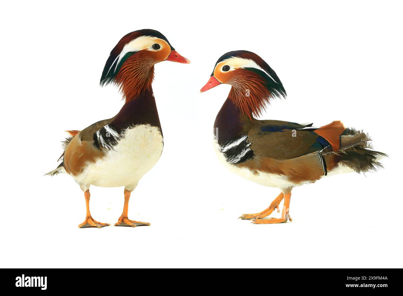 two ducks of tangerine on a white background. studio Stock Photo - Alamy