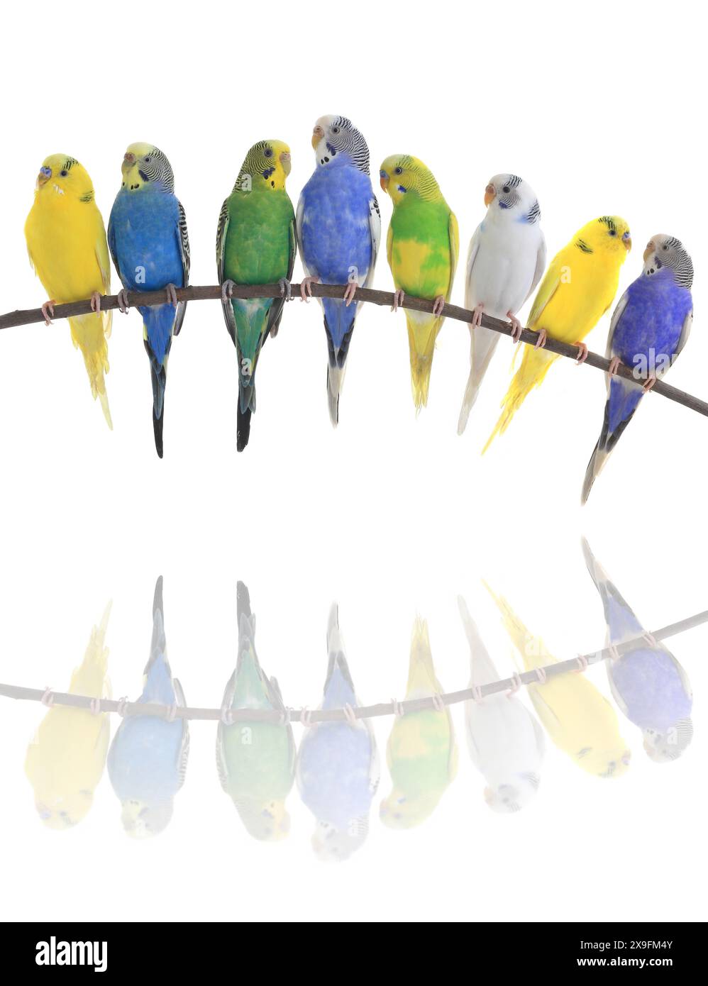 budgerigars australian parakeets isolated on white background Stock ...