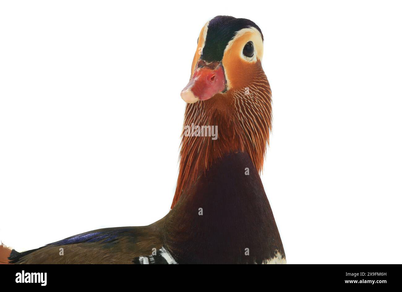 portrait male mandarin duck isolated on white background Stock Photo ...