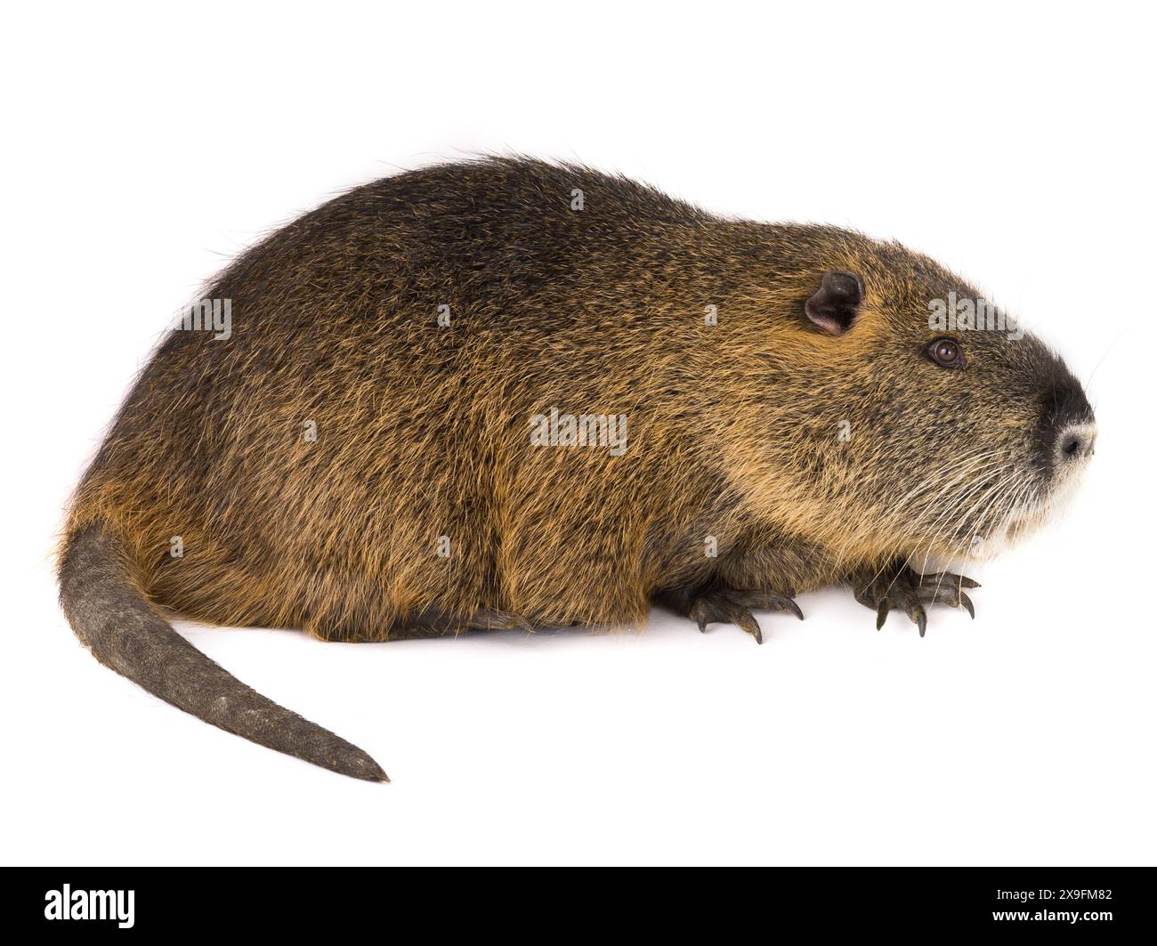 Coypu (Myocastor coypus) aka river rat or nutria mammal animal isolated ...