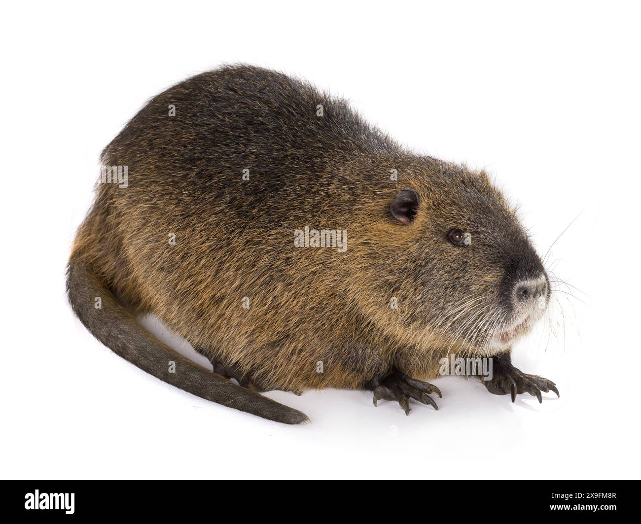 Coypu (Myocastor coypus) aka river rat or nutria mammal animal isolated ...