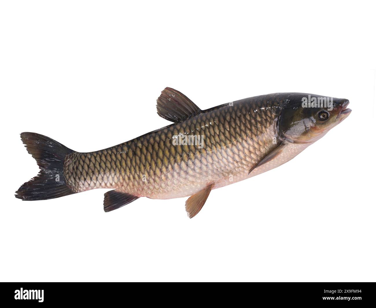 grass carp isolated on a white background Stock Photo - Alamy