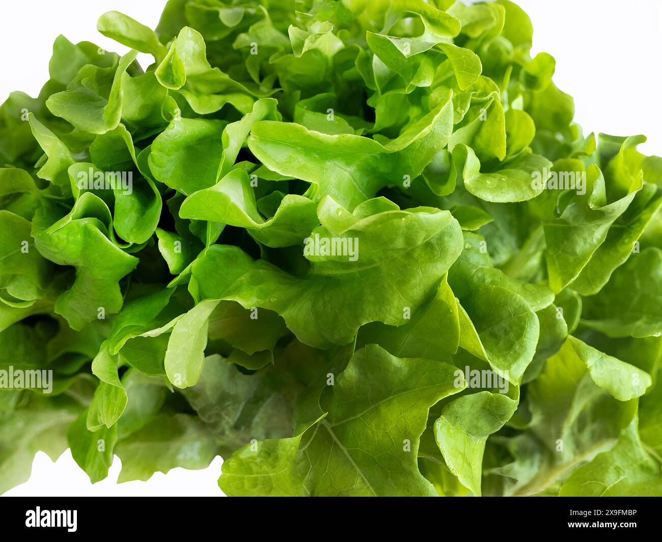 Green oak lettuce salad, hydroponic vegetables, business product concept, green fresh vegetable ...