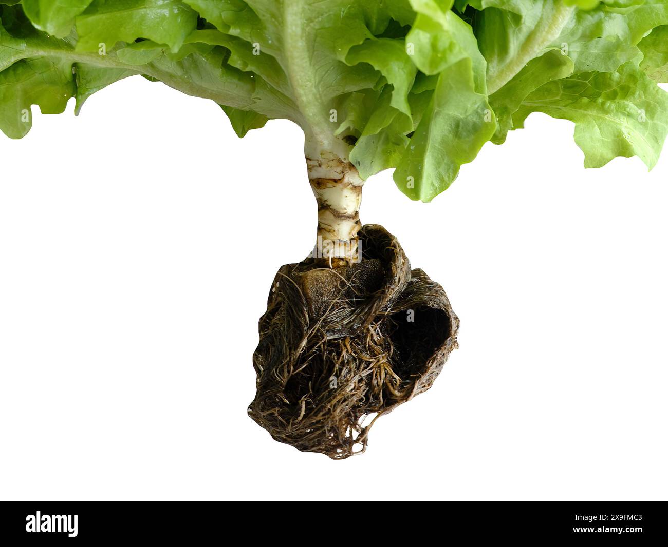 Green oak lettuce salad, hydroponic vegetables, business product concept, green fresh vegetable ...