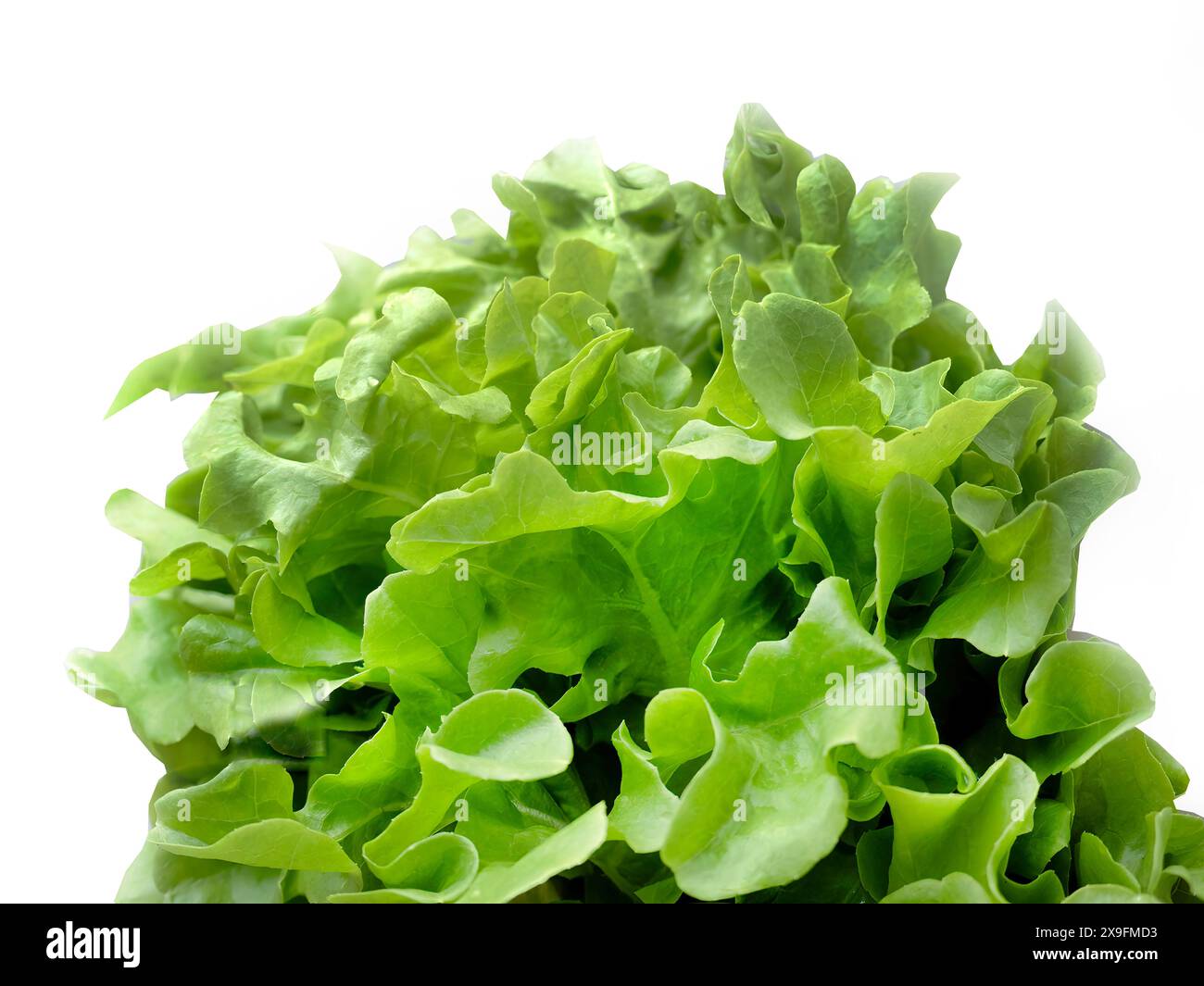 Green oak lettuce salad, hydroponic vegetables, business product concept, green fresh vegetable ...