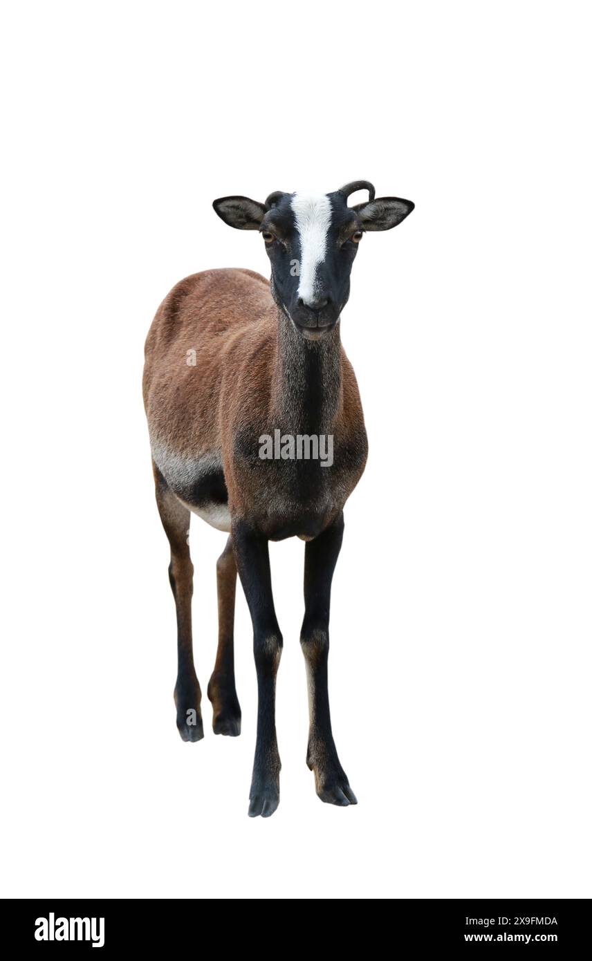 Argali female hi-res stock photography and images - Alamy
