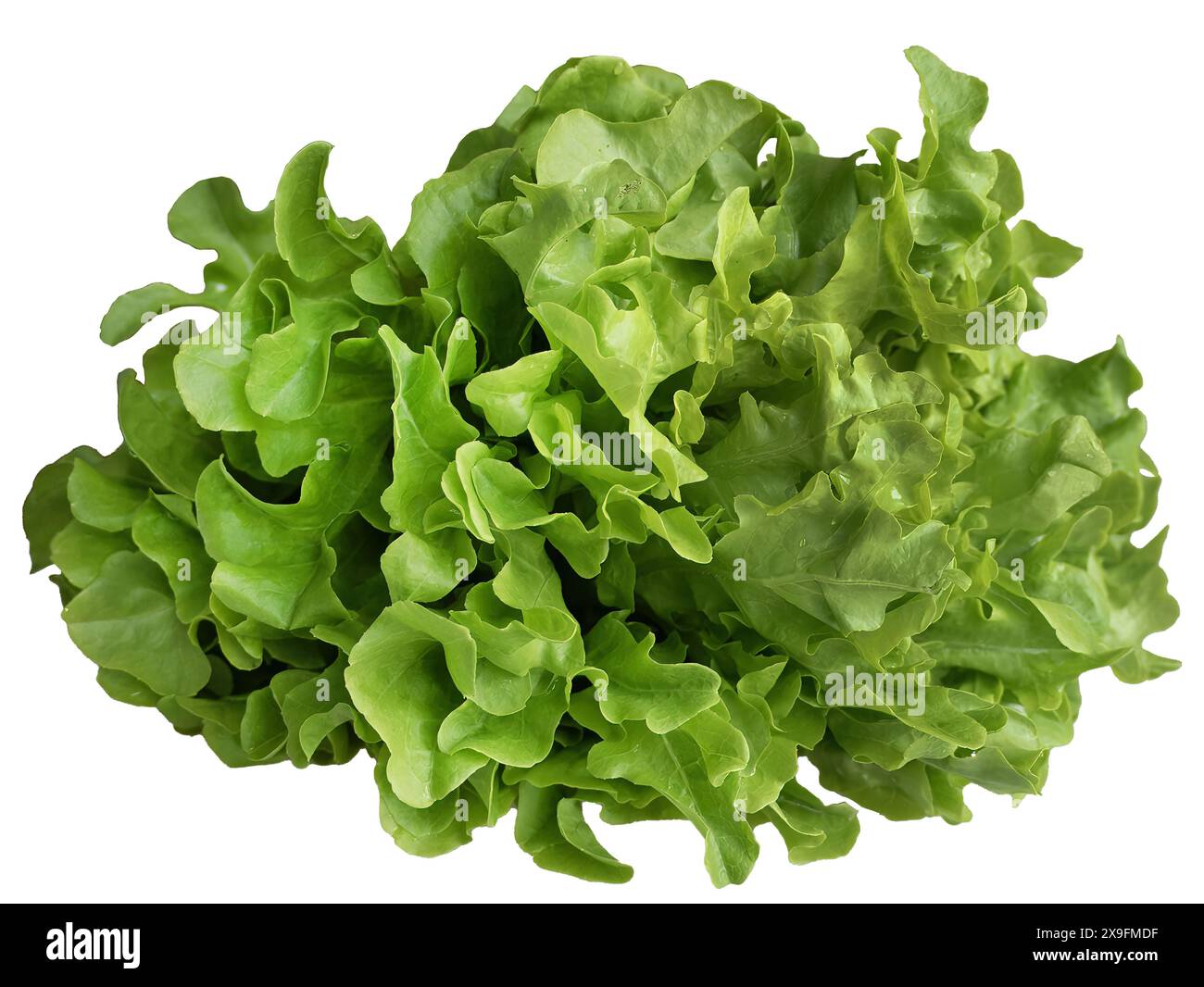 Green oak lettuce salad, hydroponic vegetables, business product concept, green fresh vegetable ...