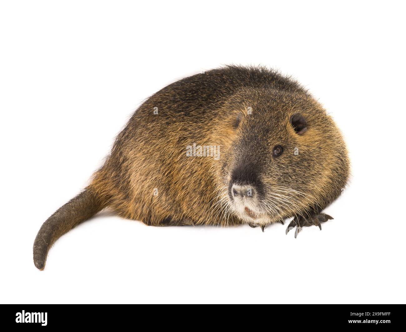 Coypu (Myocastor coypus) aka river rat or nutria mammal animal isolated ...