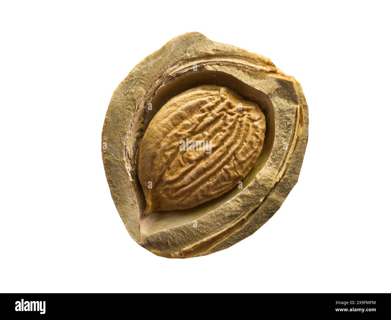 Apricot stone hi-res stock photography and images - Alamy
