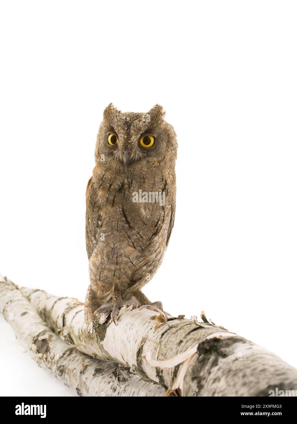 European scops owl on white background Stock Photo - Alamy