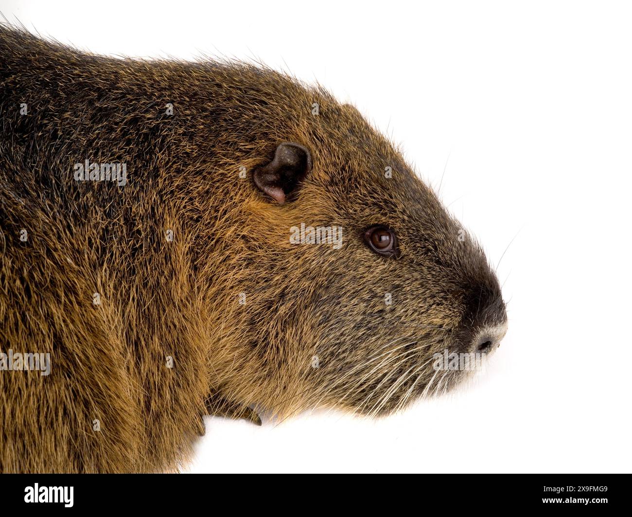 portrait coypu (Myocastor coypus) aka river rat or nutria mammal animal ...