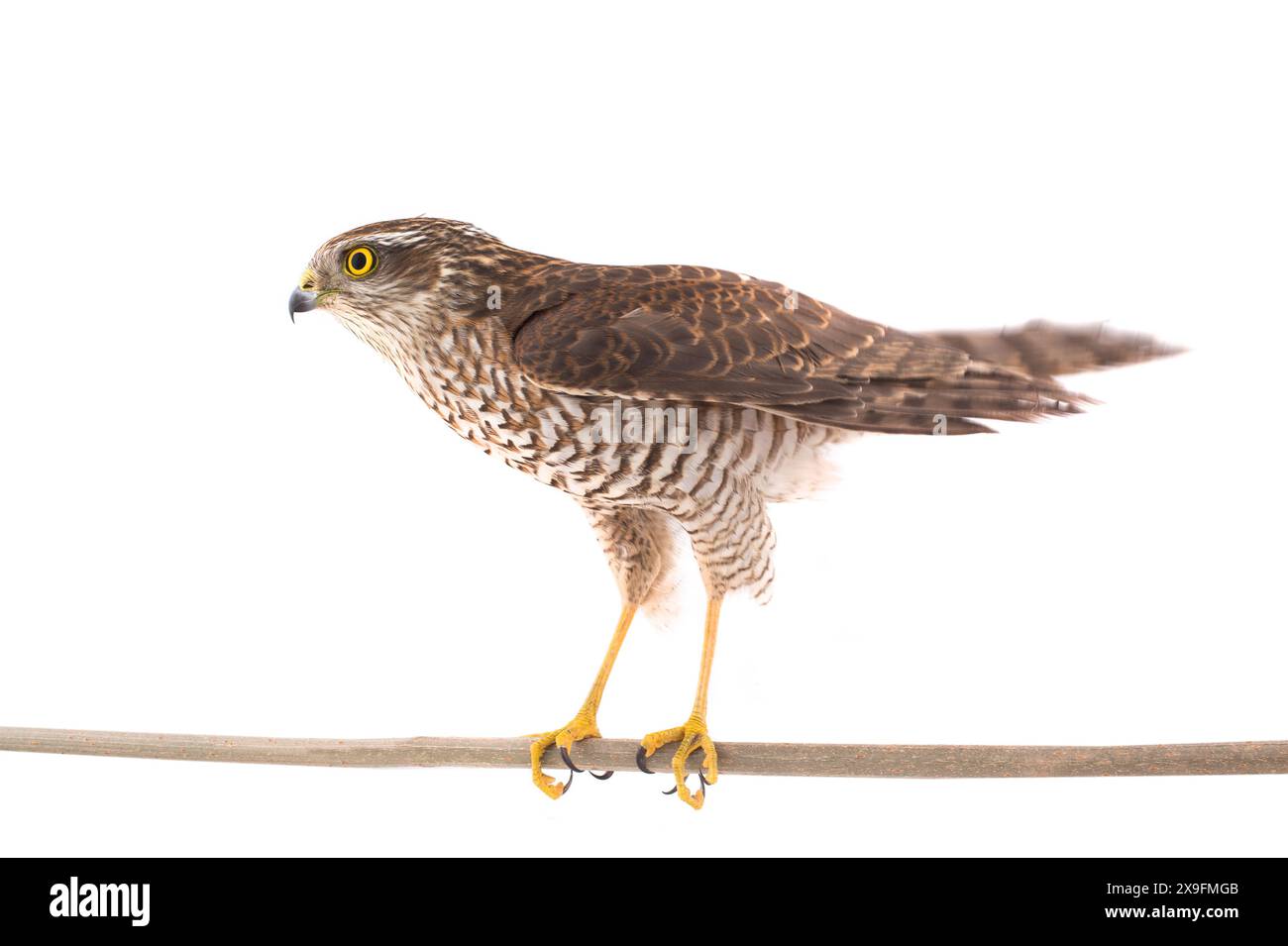 falcon isolated on a white background Stock Photo - Alamy