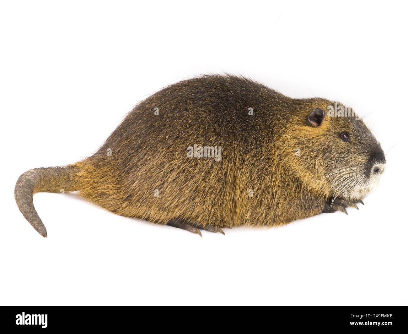 Coypu (Myocastor coypus) aka river rat or nutria mammal animal isolated ...